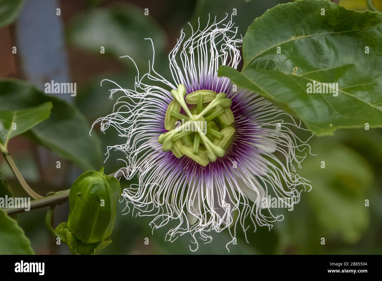 Detailed view of passion fruit flower hanging from the branches of the ...