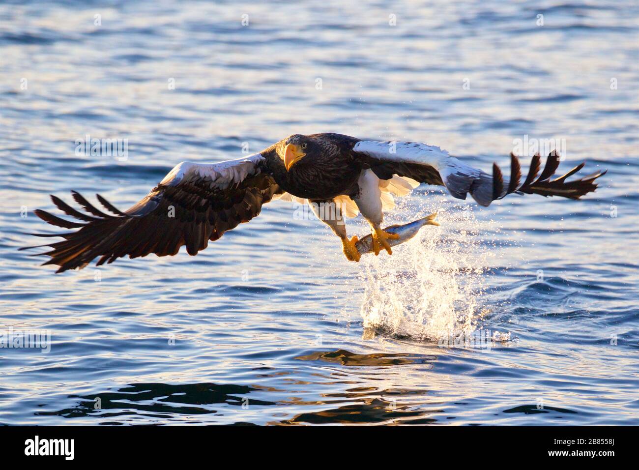 Eagle wide open wings hi-res stock photography and images - Alamy