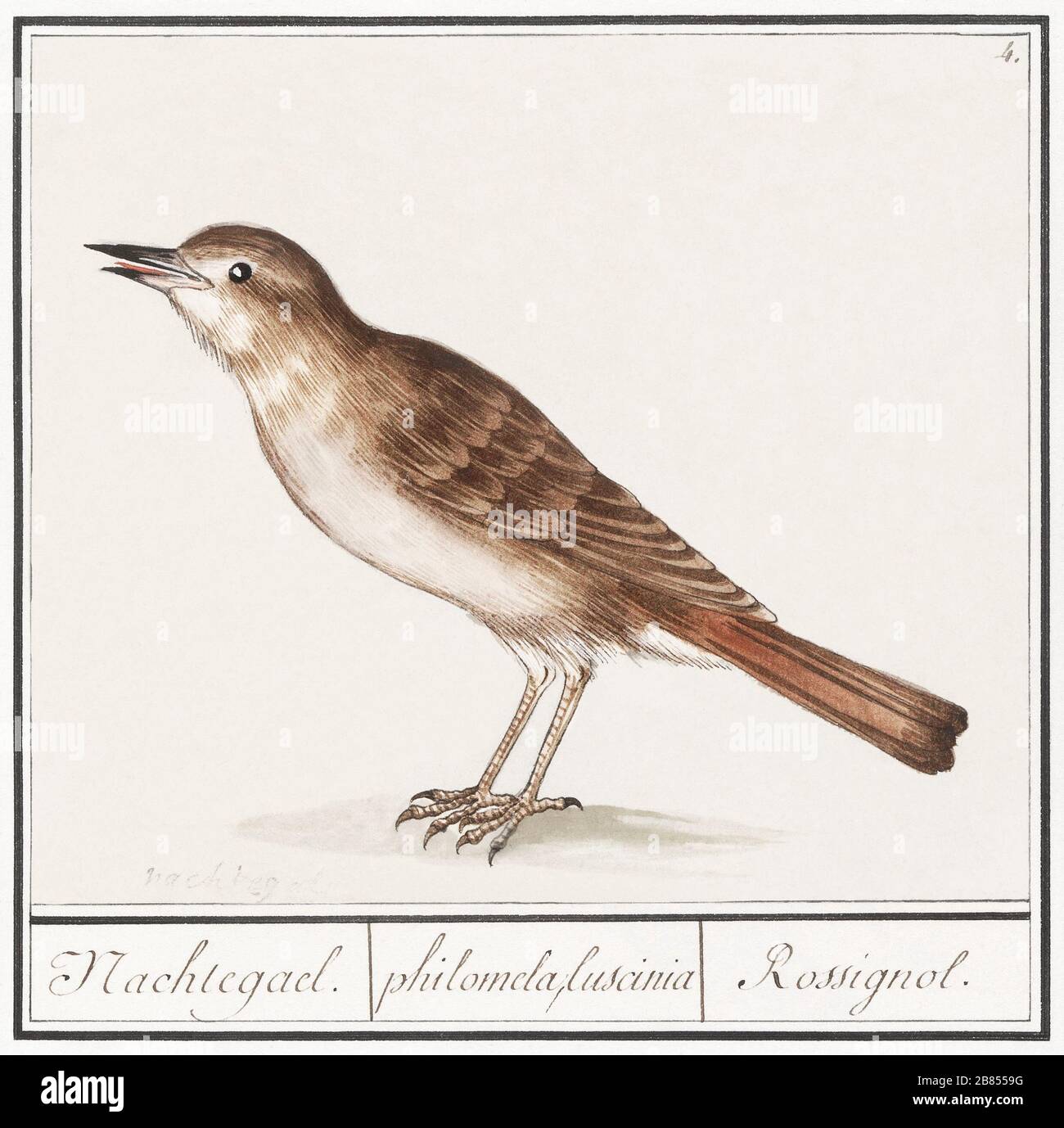 Nightingale Bird Cartoon Illustration High Resolution Stock Photography ...