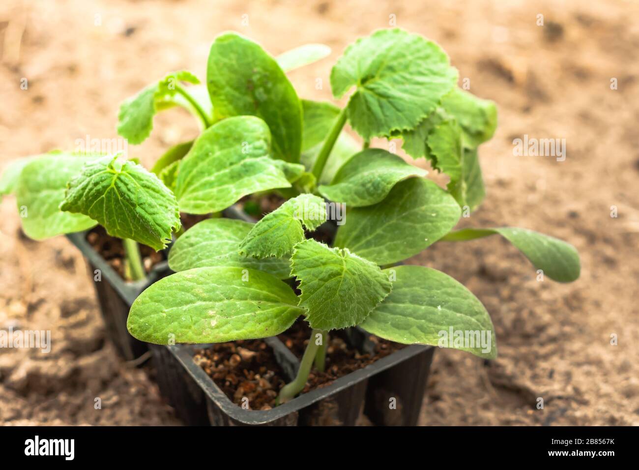 Courgette seedling plants hi-res stock photography and images - Alamy