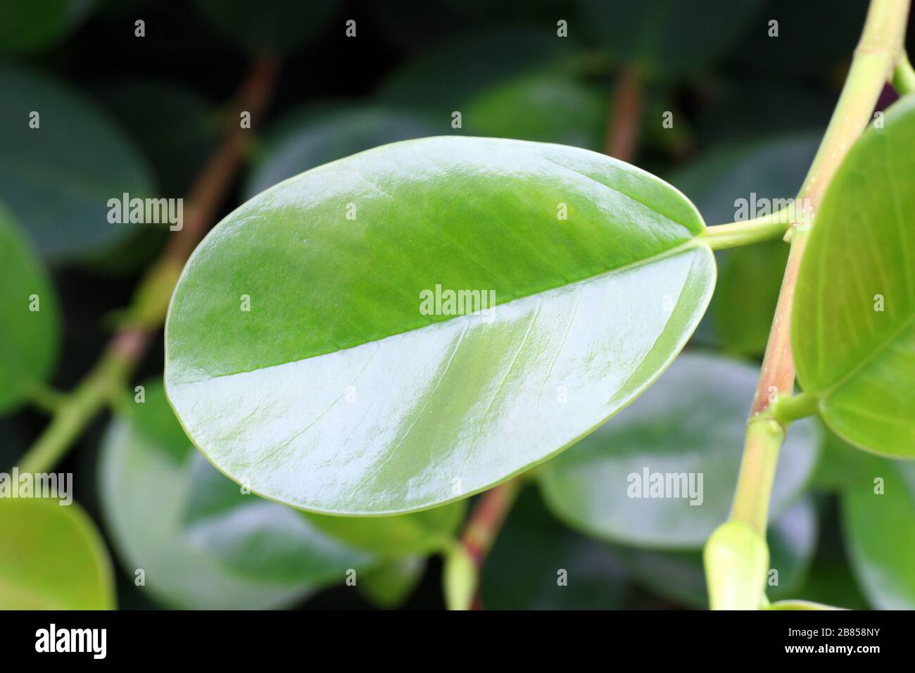 Glossy leaf texture hi-res stock photography and images - Alamy