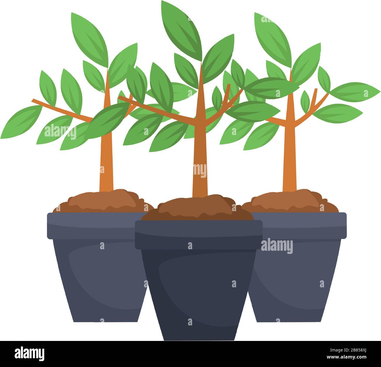 trees plants in pots nature icons Stock Vector Image & Art - Alamy