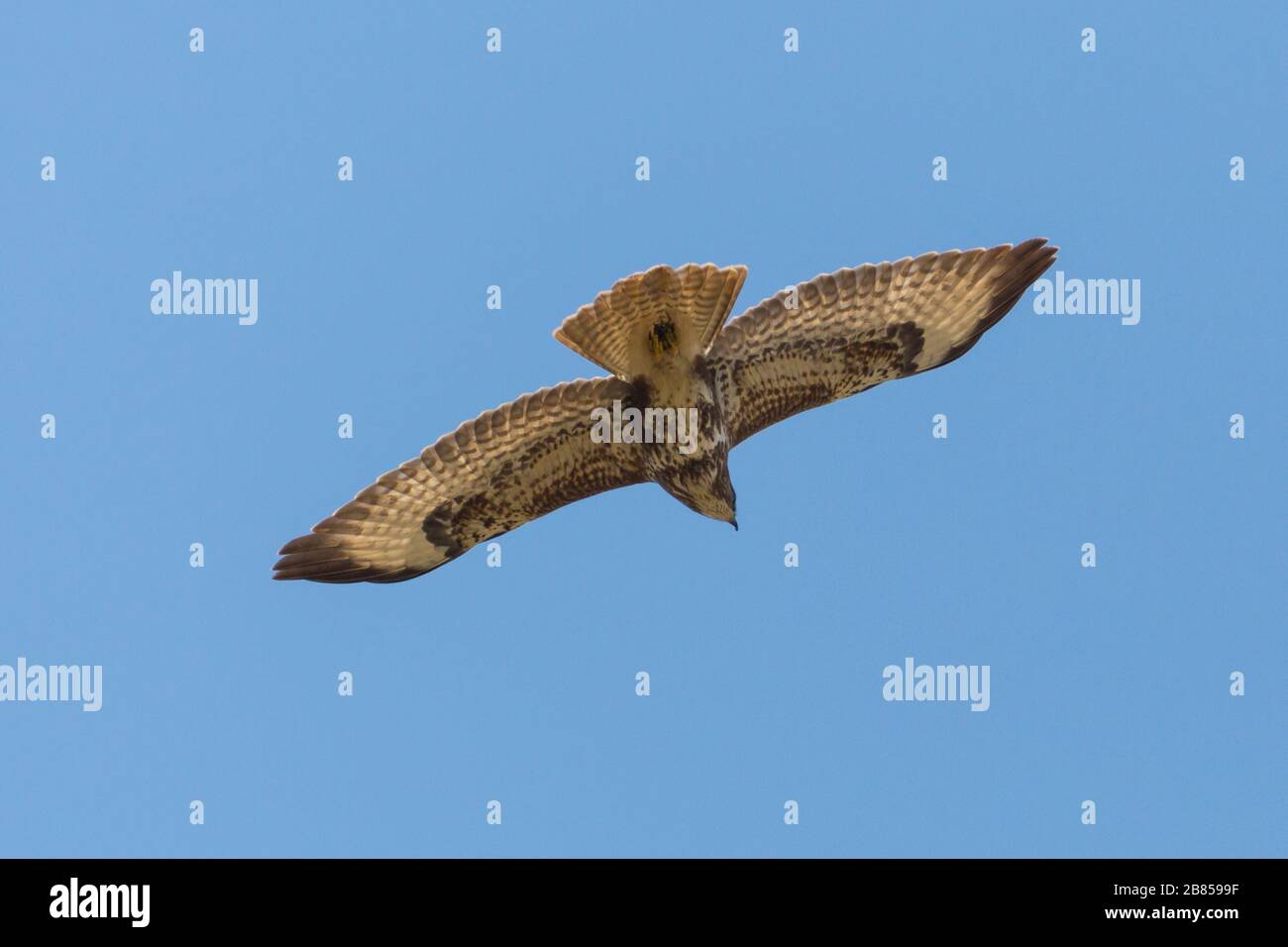 Buzzard with wings spread hi-res stock photography and images - Alamy