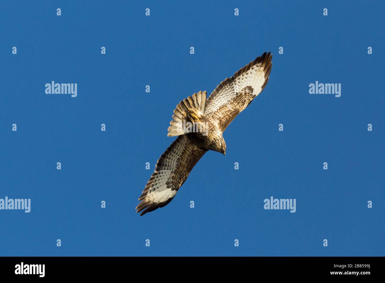back view one common buzzard bird (buteo buteo) in flight in blue sky ...