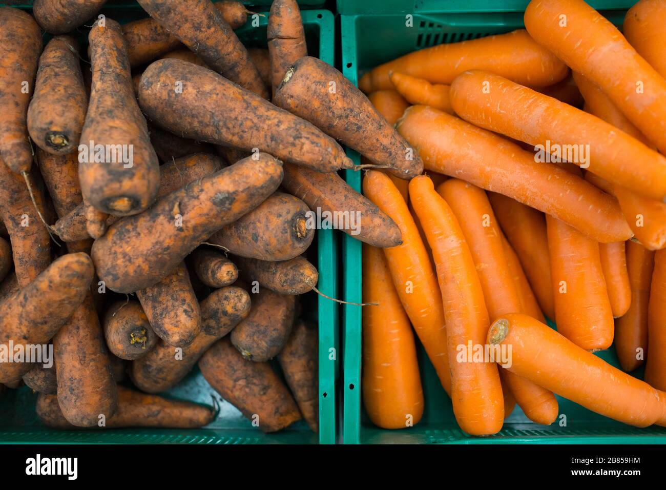 Washed and unwashed carrots on a store counter Stock Photo - Alamy