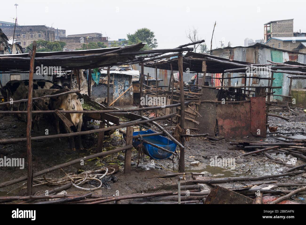 Urban no graze farm in Mathare slum, Nairobi, Kenya. Mathare is a ...