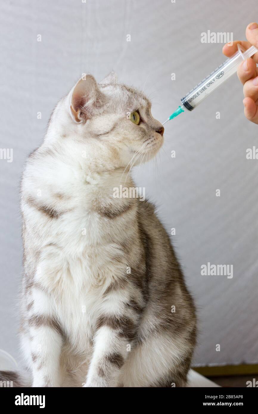 Cat in veterinary clinic. Cat and syringe Stock Photo - Alamy