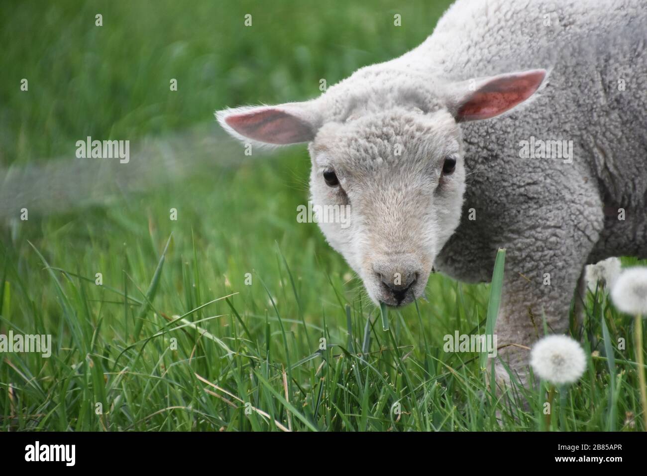 Happy little sheep hi-res stock photography and images - Alamy