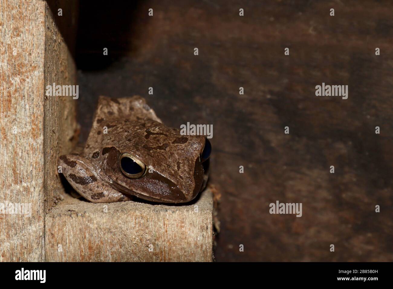 Frog, Frogs are amphibian vertebrates animals, Frogs Lying on the old ...