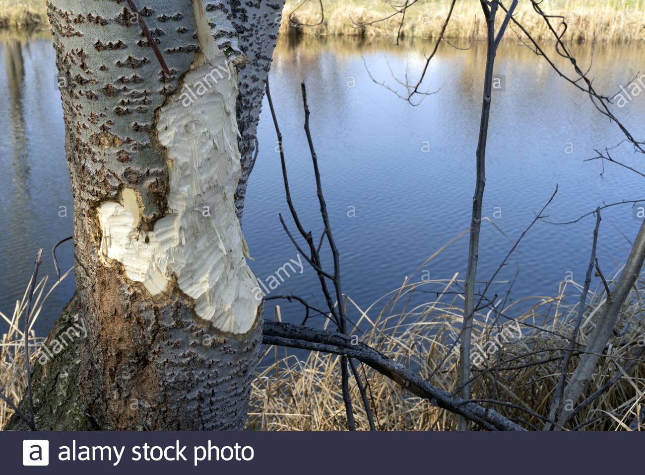 Beaver Teeth High Resolution Stock Photography and Images - Alamy