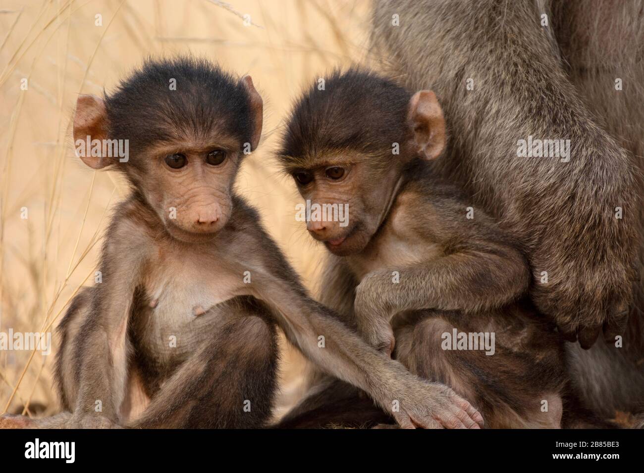 South african primate hi-res stock photography and images - Alamy
