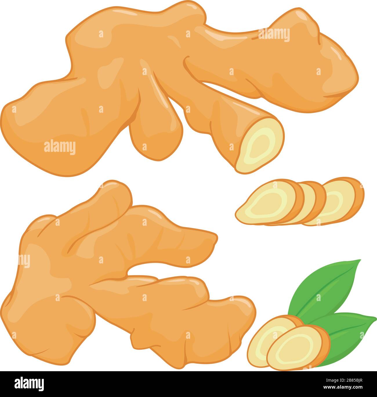 Vector collection of whole and sliced ginger roots on white background ...