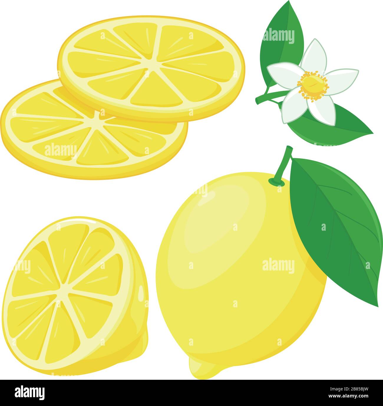 Whole and half sliced lemon fruit, lemon flowers and leaves. Vector ...