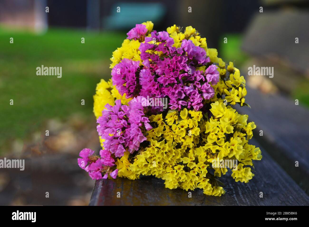 Everlasting flowers hi-res stock photography and images - Alamy