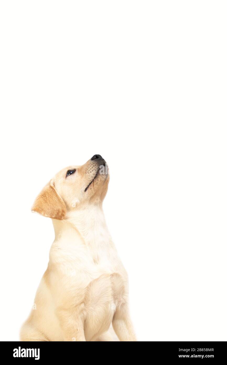 How To Train A Labrador Retriever Puppy To Sit