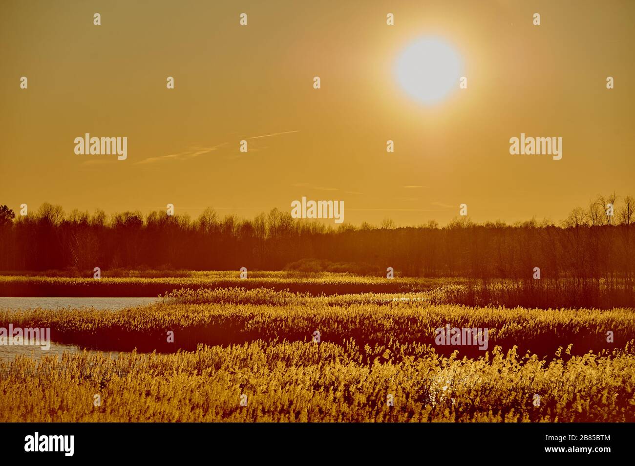 Overgrown ponds hi-res stock photography and images - Alamy