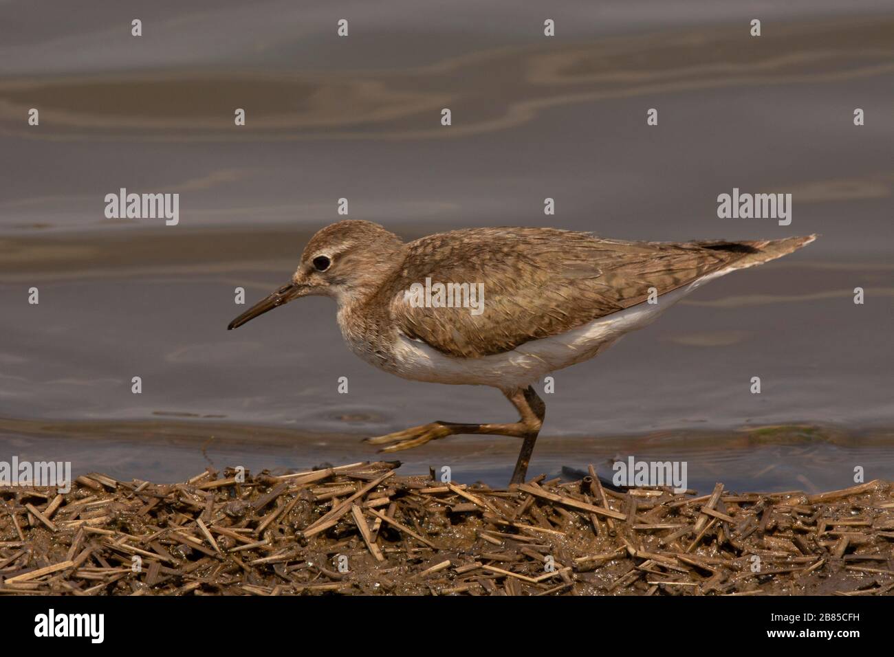 Common sandpiper, Actitis hypoleucos, Kruger National Park, South ...