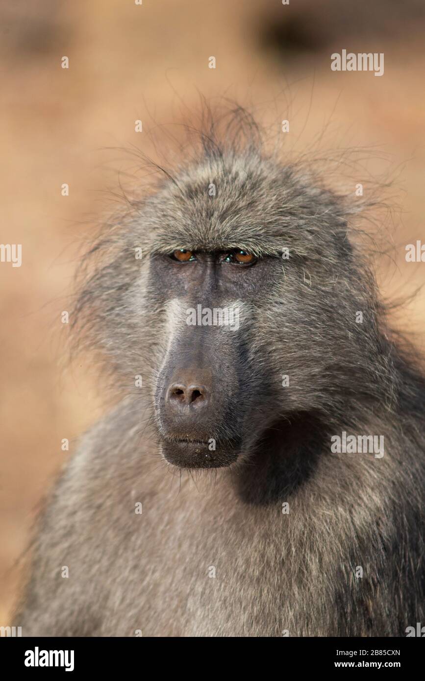 Baboon tourism hi-res stock photography and images - Alamy