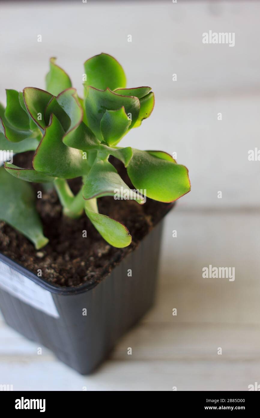 The succulent plant crassula blue bird - kind of crassula home plant ...