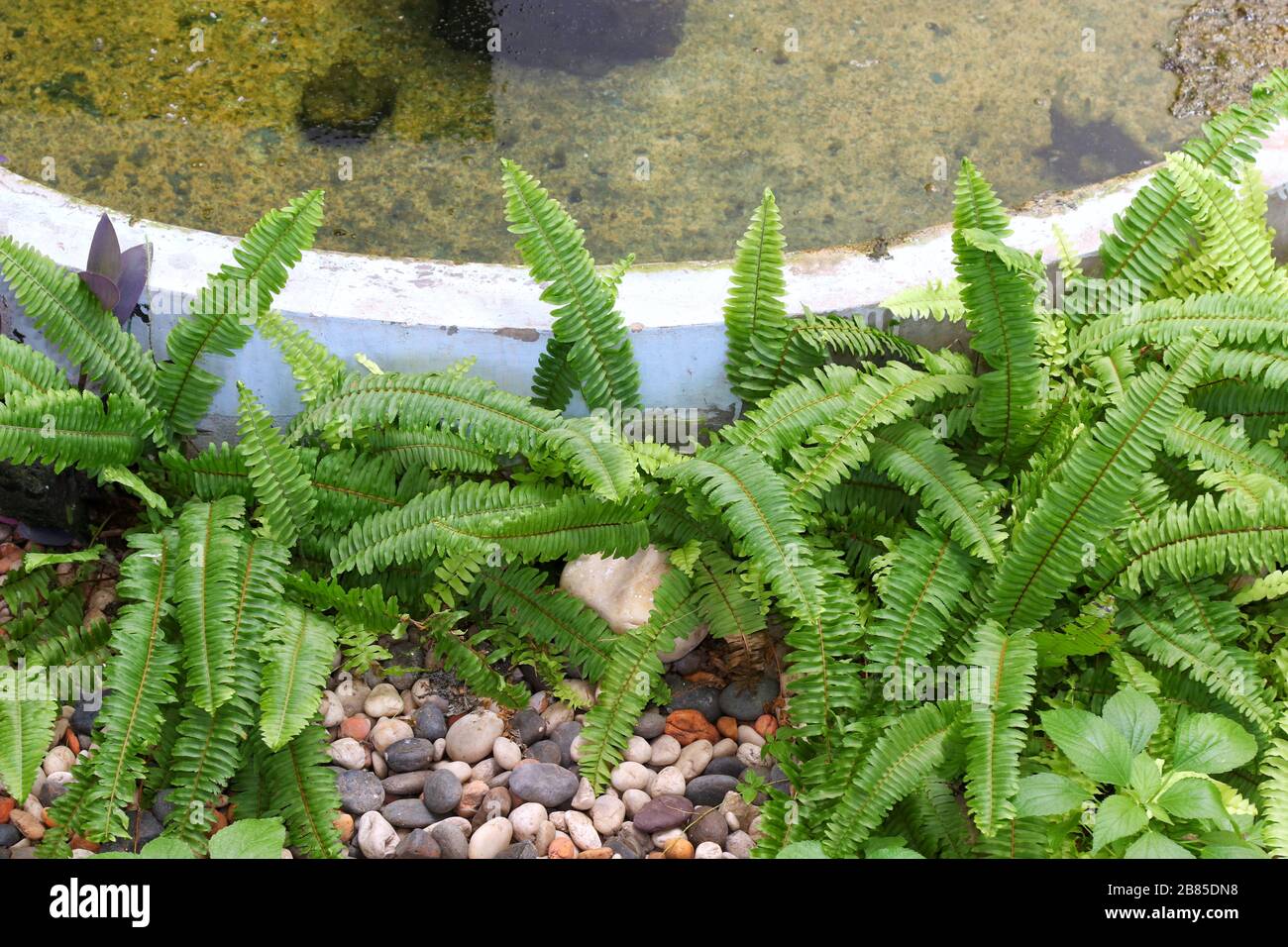 Fern garden, Beautiful Fern green nature and Cement pond in the garden ...