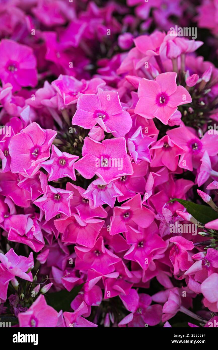 Pink Hydrangea flower. Hydrangea - common names Hydrangea and Hortensia ...