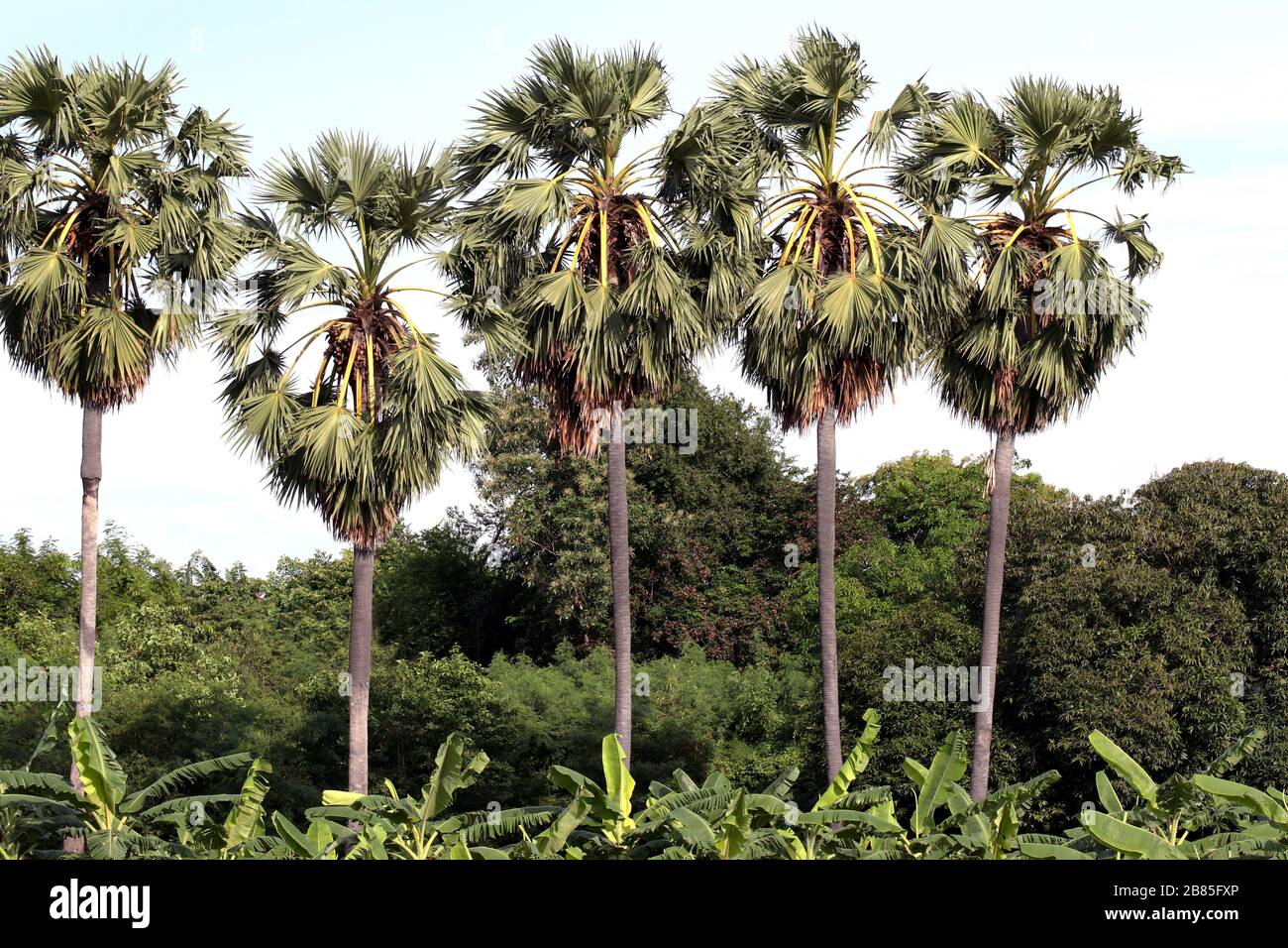 Sugar palm plantation tree, Row of sugarcane, Big tree landscape palm ...