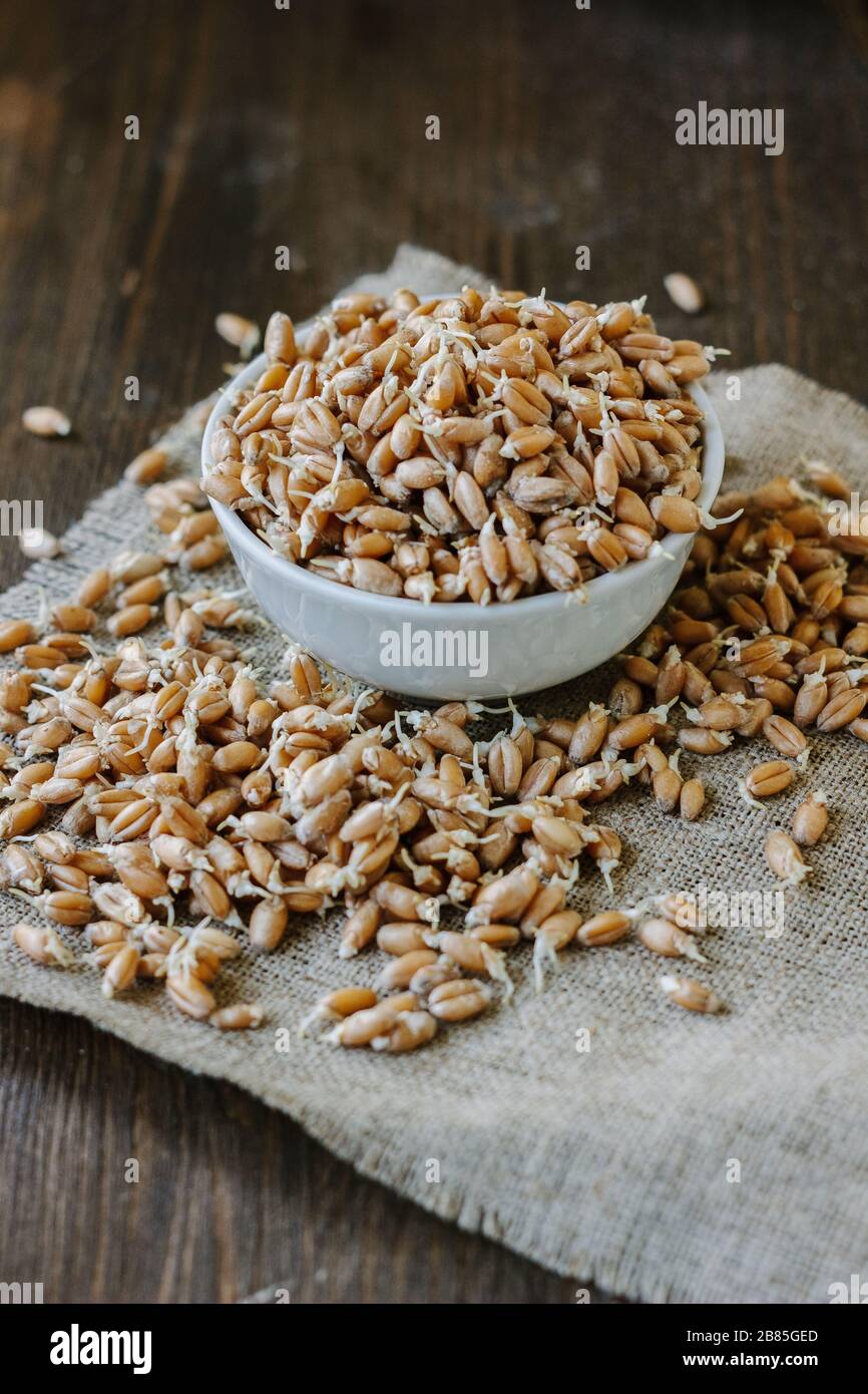 wheat sprouts in a white ceramic bowl standing on piece of fabric ...