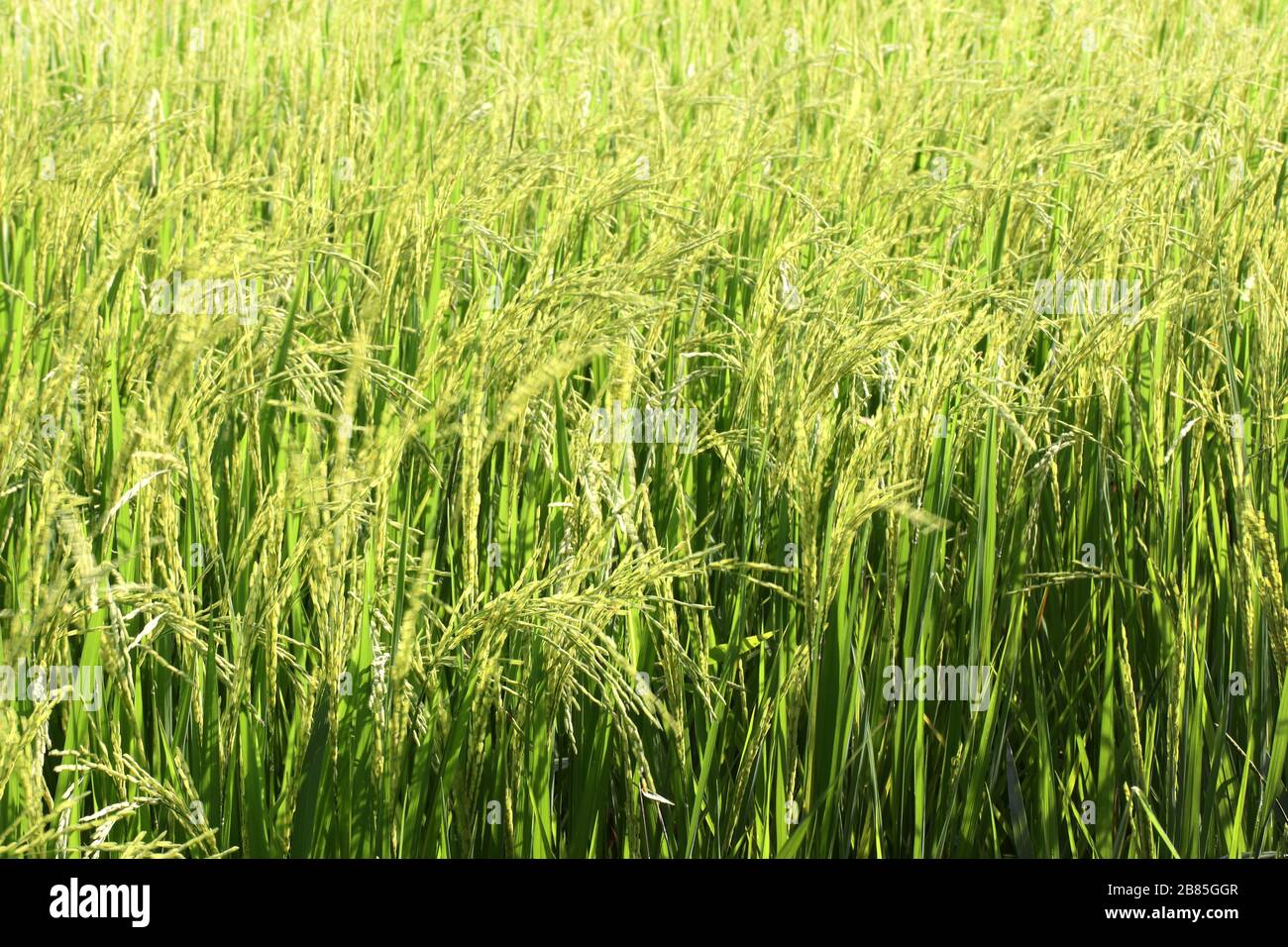 Blurred Rice plant green for background, Rice plantation background ...