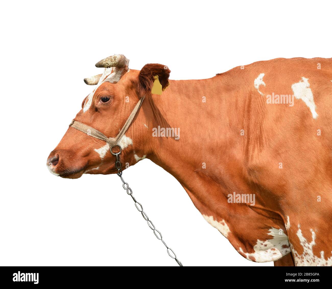 Beautiful young red and white spotted cow isolated on white. Portrait ...