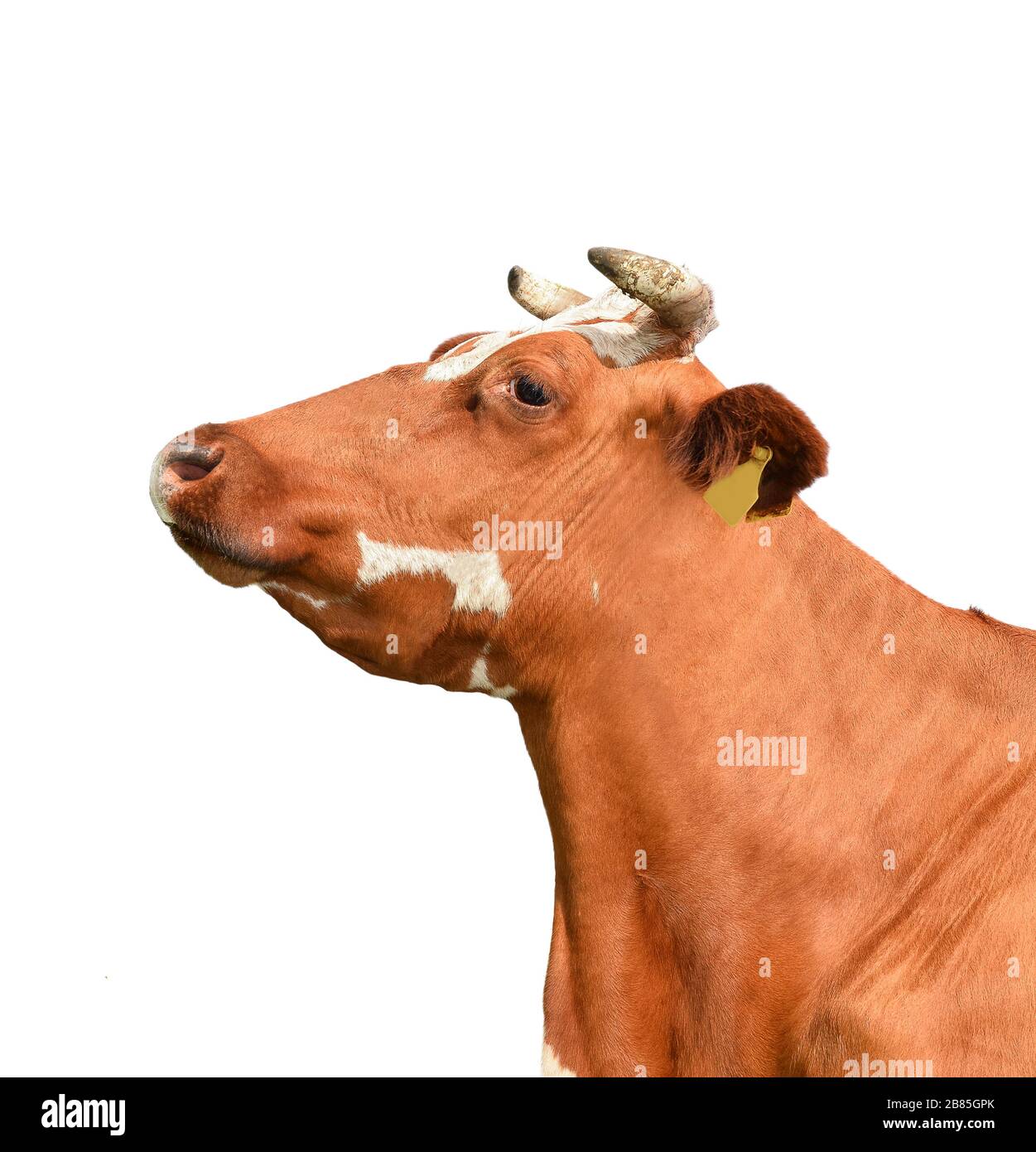Beautiful young red and white spotted cow isolated on white. Portrait ...