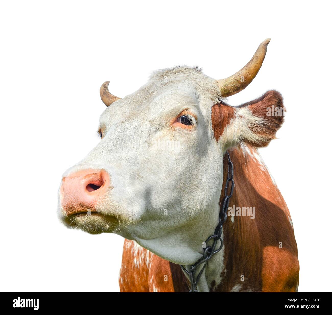 Beautiful young red and white spotted cow isolated on white. Portrait ...
