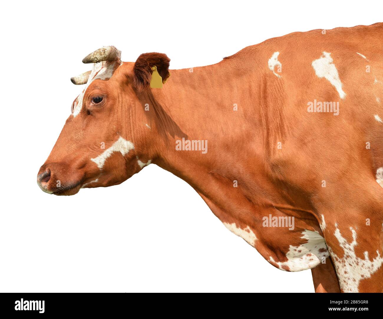 Beautiful young red and white spotted cow isolated on white. Portrait ...