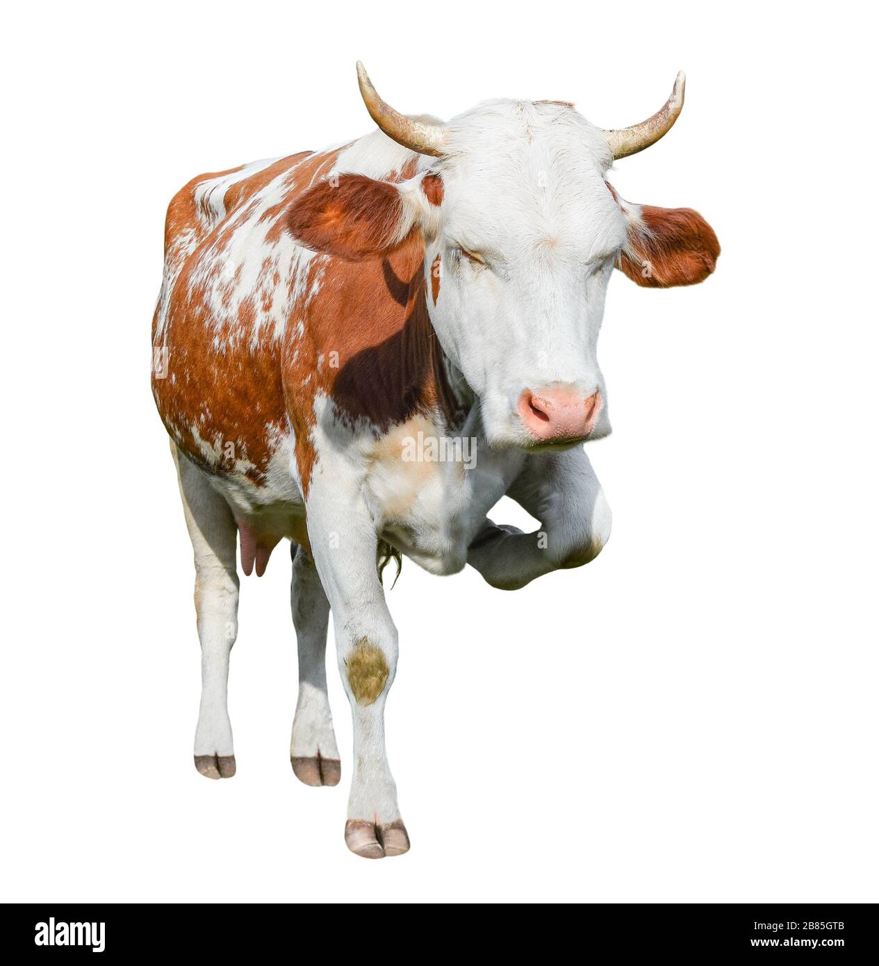 Cow close up. Very funny spotted red and white cow stands on three legs ...