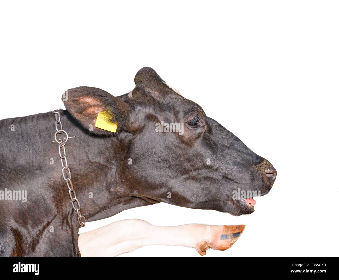 Funny black and white spotted cow point hoof forward. Cow isolated on ...