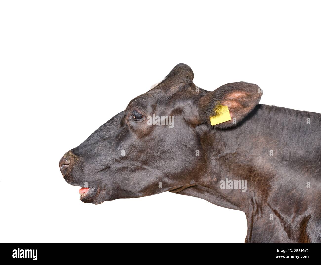 Funny black cow talking to someone. Cow muzzle isolated on white ...