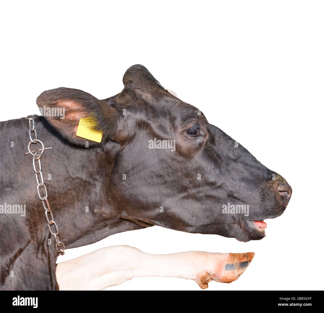 Funny black and white spotted cow point hoof forward. Cow isolated on ...