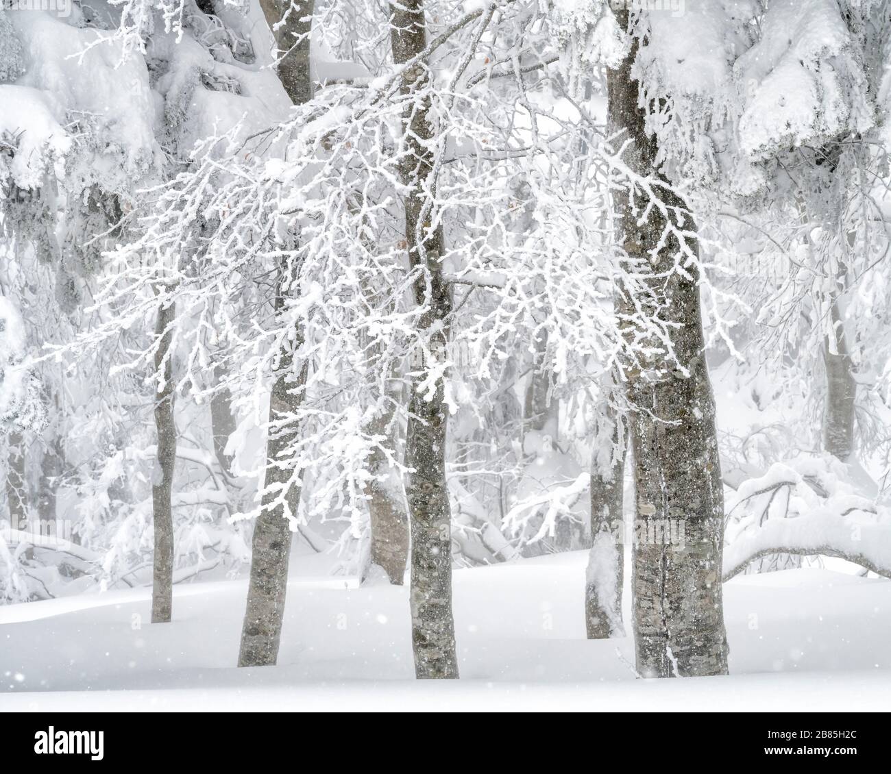 Trees covered with ice and now on Mt Zao Japan Stock Photo - Alamy