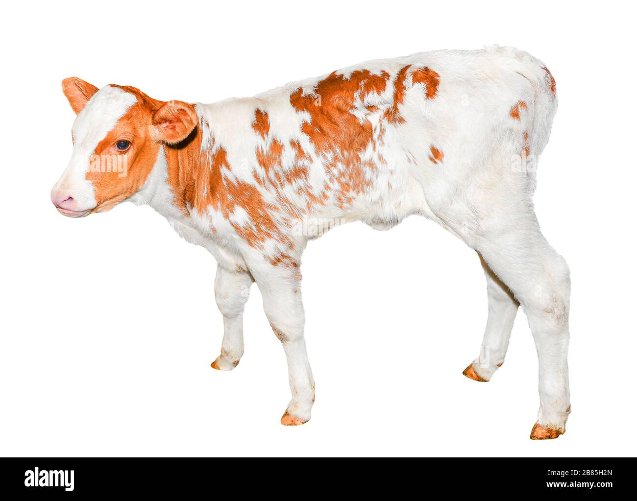 Beautiful red and white spotted calf isolated on white. Funny red ...
