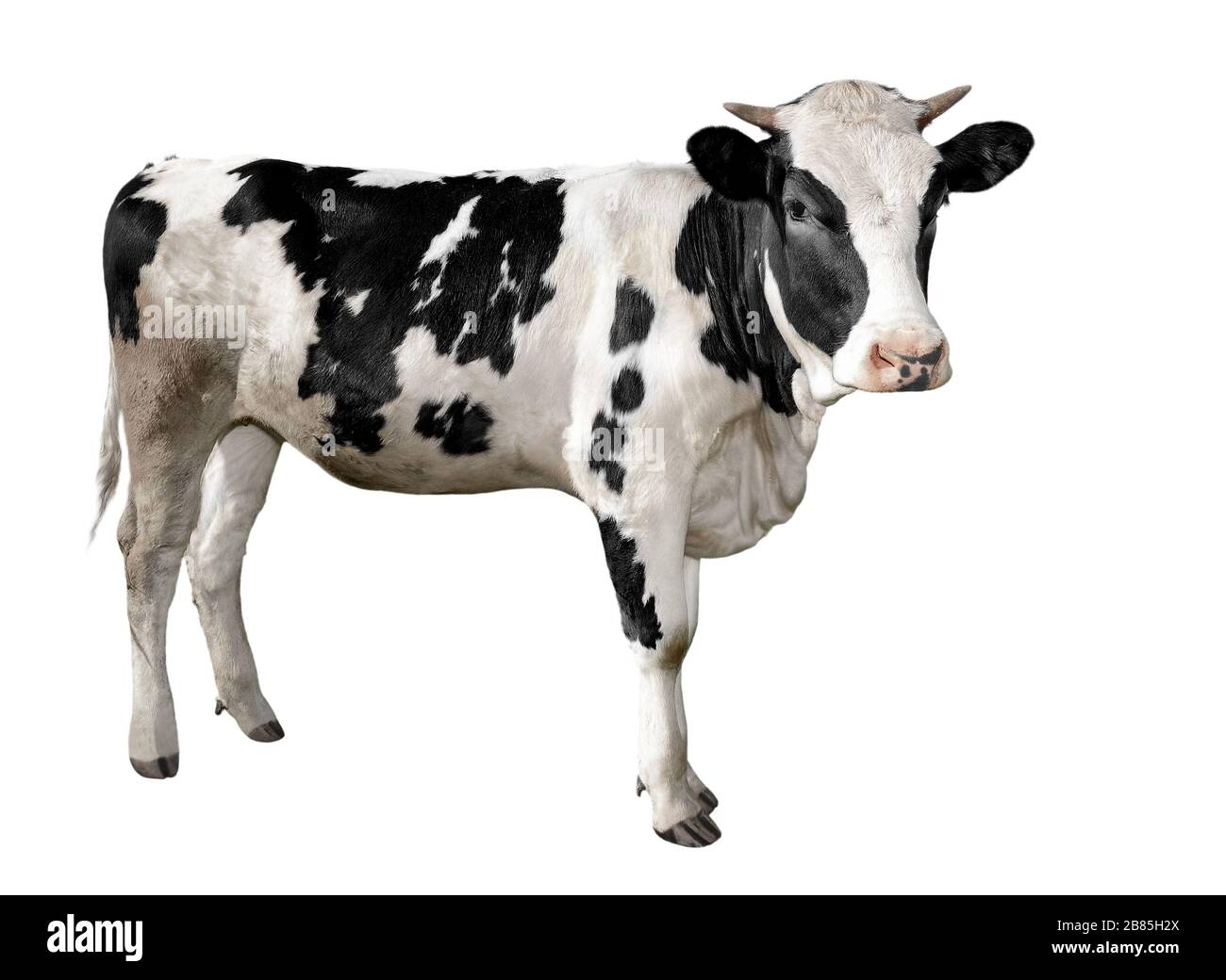 ?ow full length isolated on white background. Funny cute cow isolated ...
