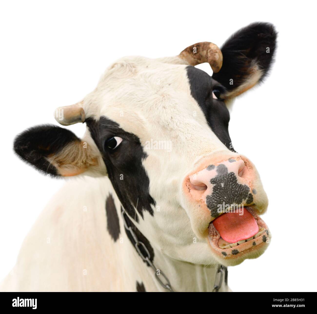 Funny black cow talking to someone. Cow muzzle isolated on white ...