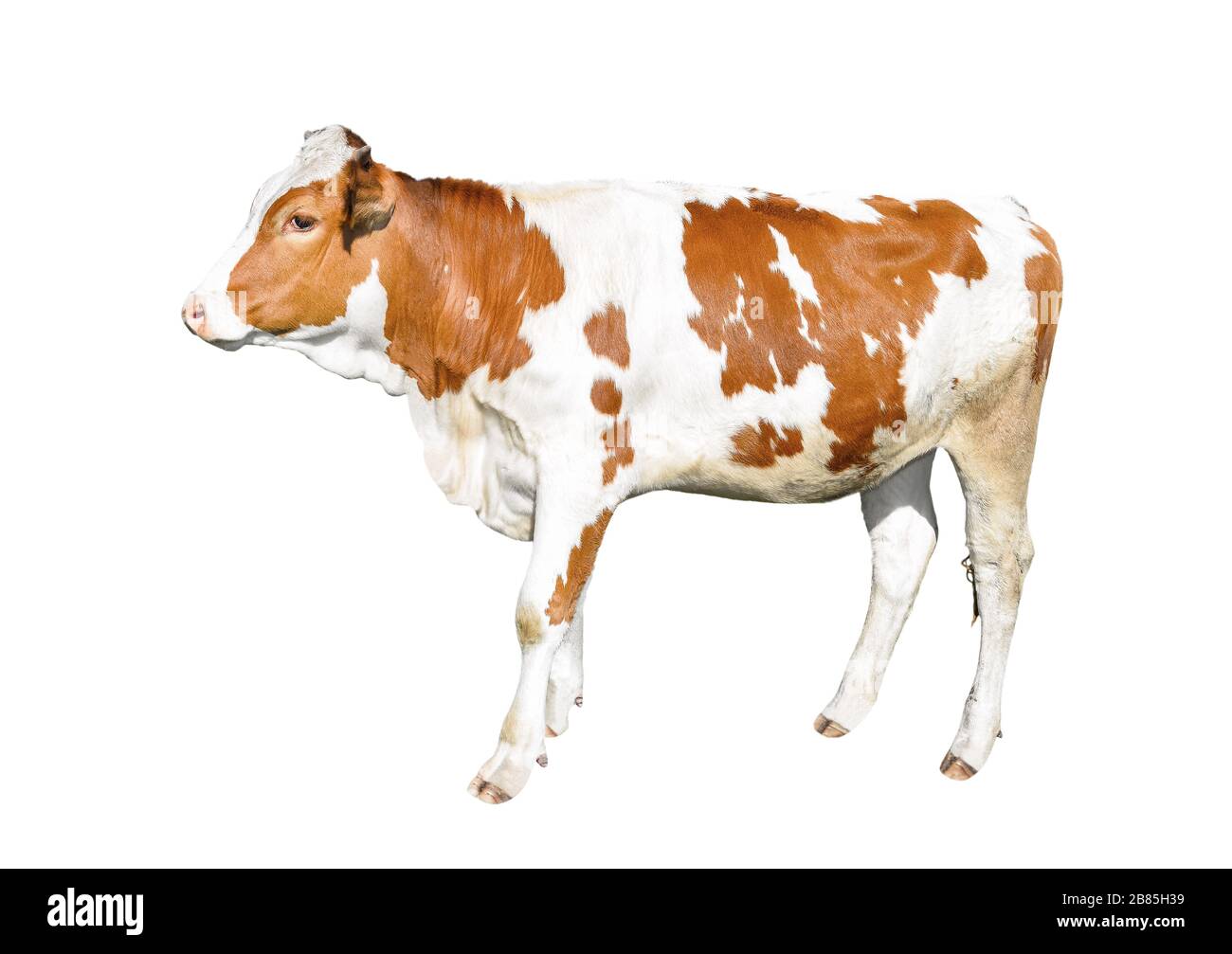 Cow full length. Beautiful young cow isolated on white. Funny red and ...