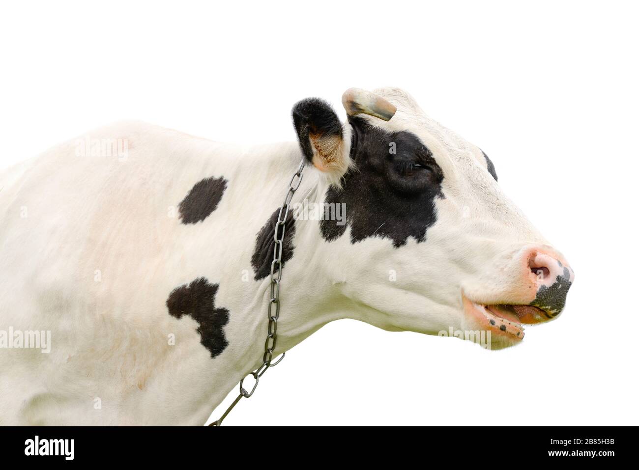 Funny black cow talking to someone. Cow muzzle isolated on white ...