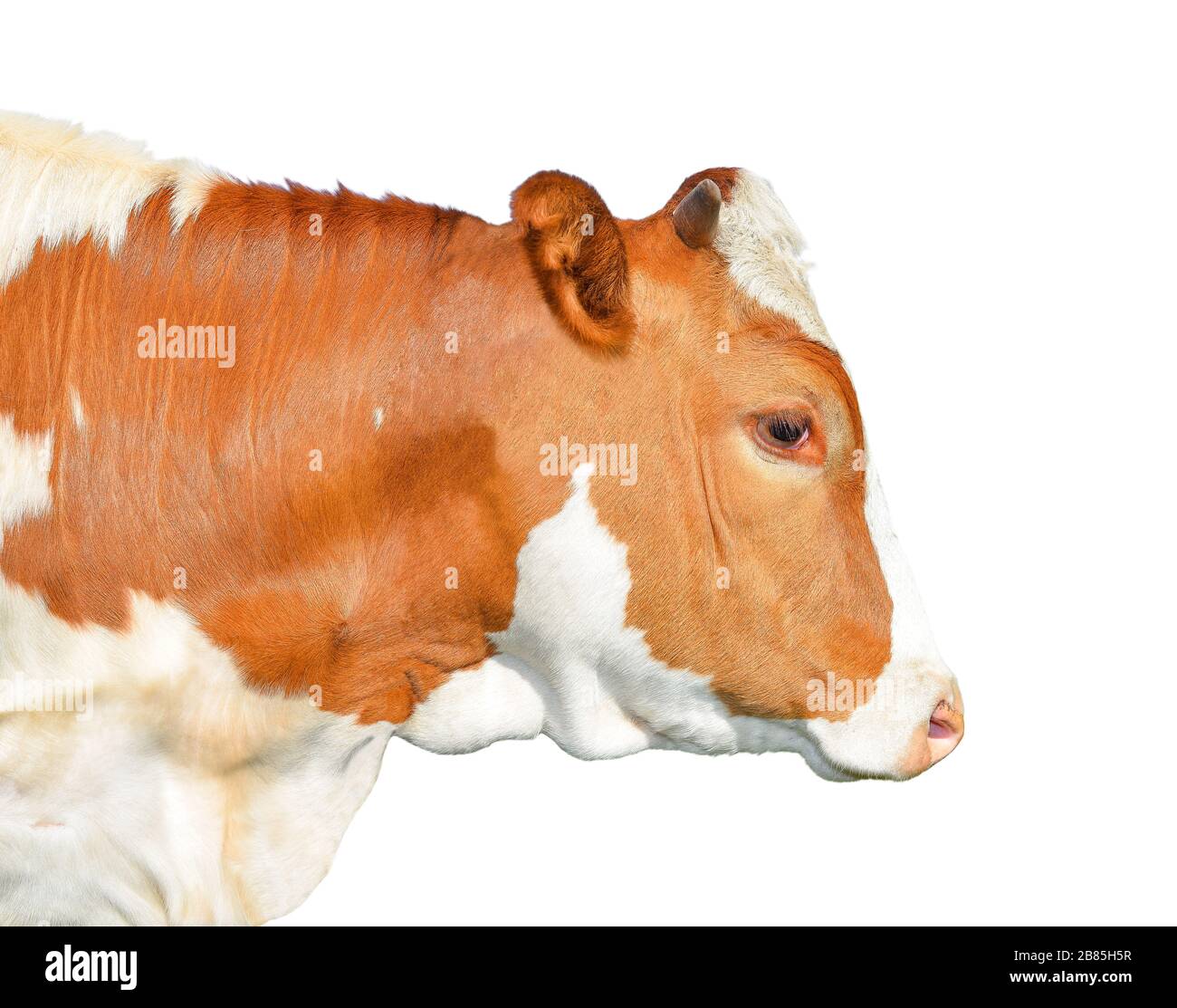 Beautiful young red and white spotted cow isolated on white. Portrait ...