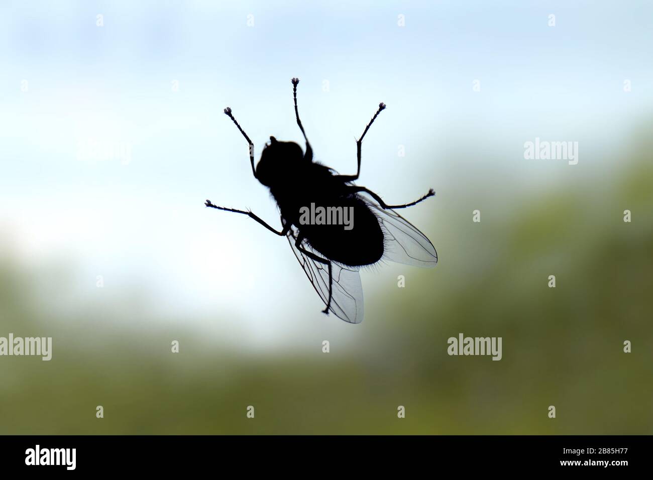 Genetic manipulation insect hi-res stock photography and images - Alamy