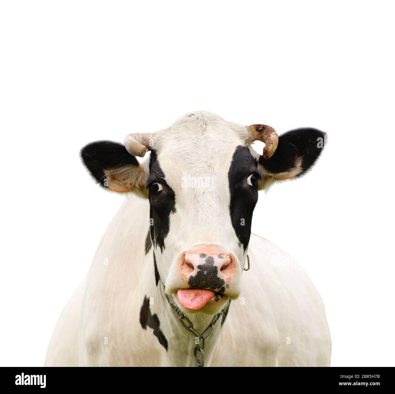 Funny black cow talking to someone. Cow muzzle isolated on white ...