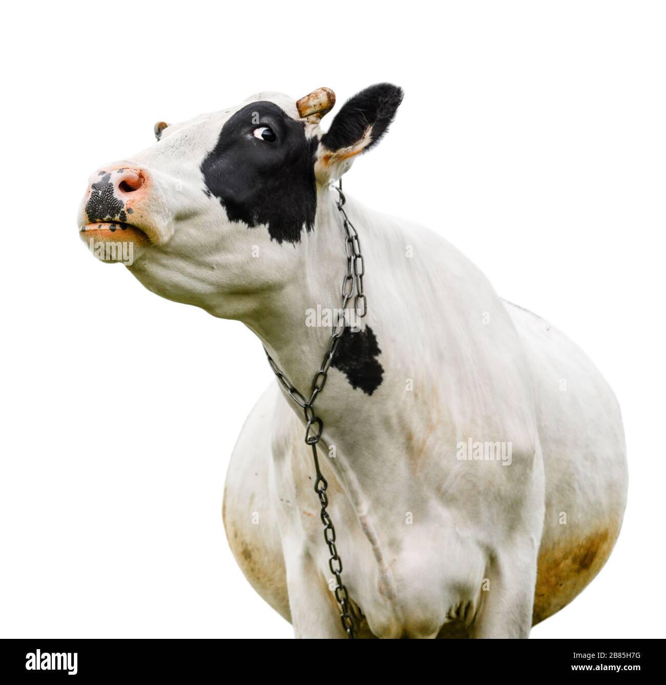 Funny black cow talking to someone. Cow muzzle isolated on white ...