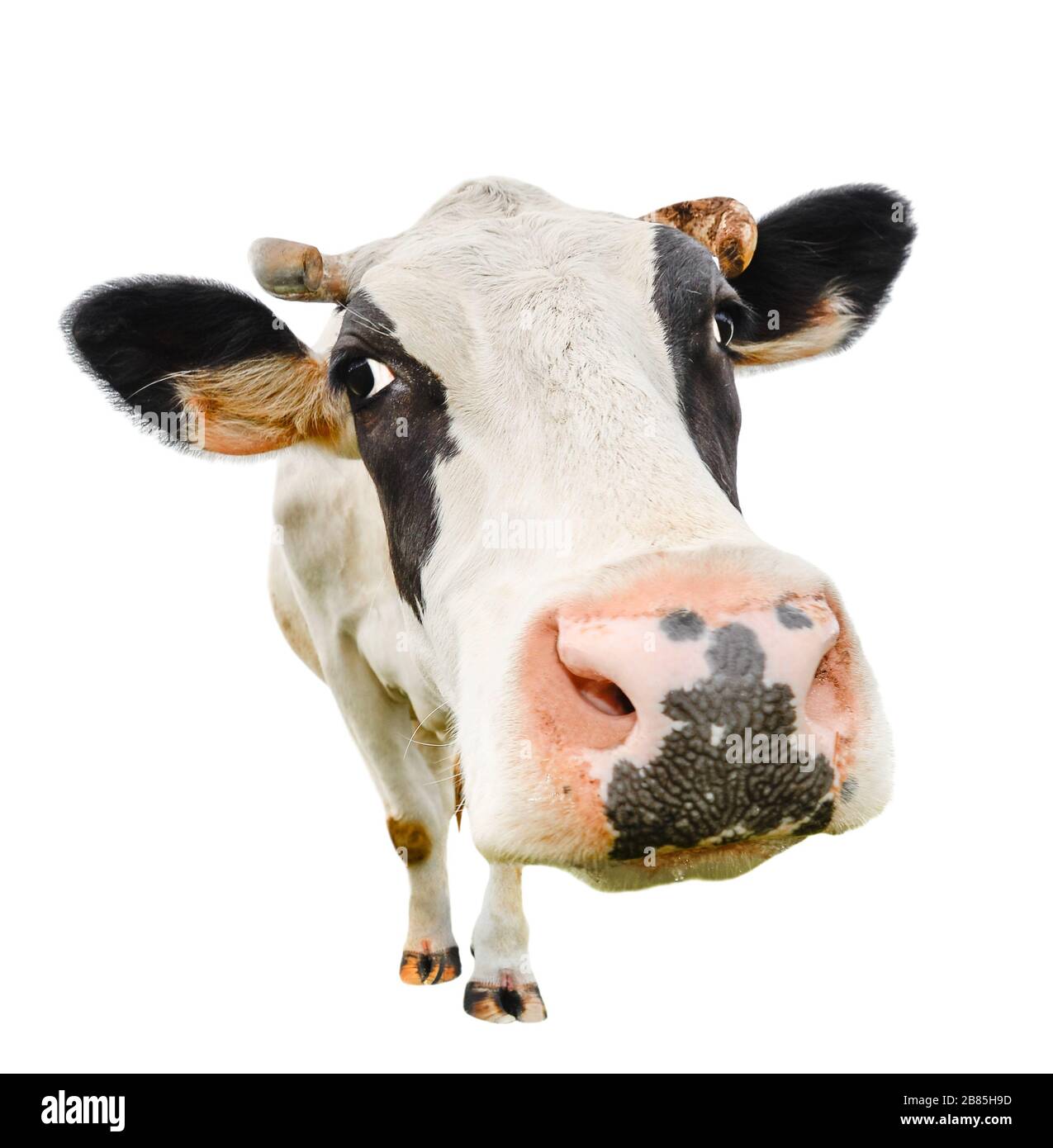 Talking cow Cut Out Stock Images & Pictures - Alamy