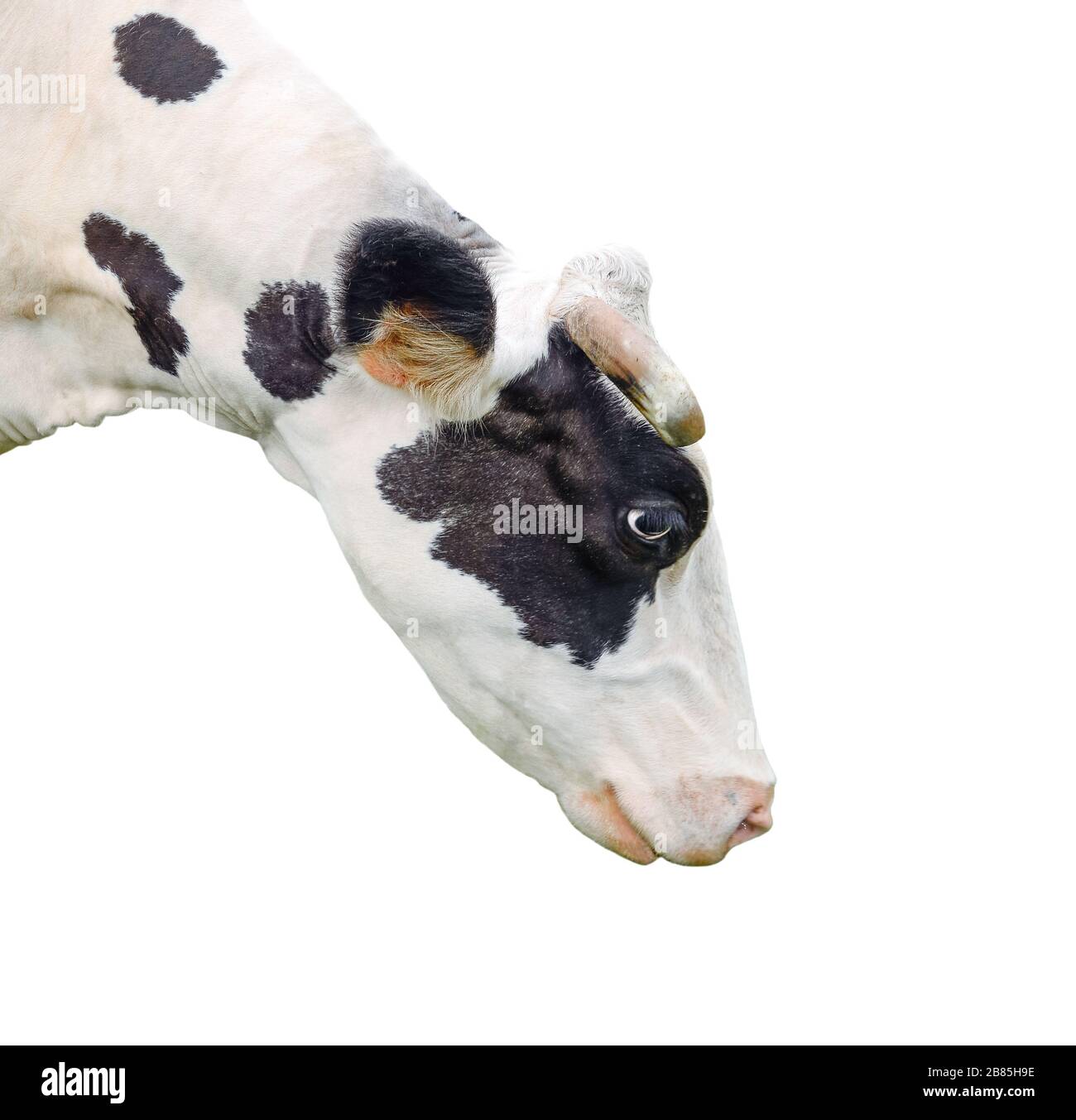 Funny black cow talking to someone. Cow muzzle isolated on white ...