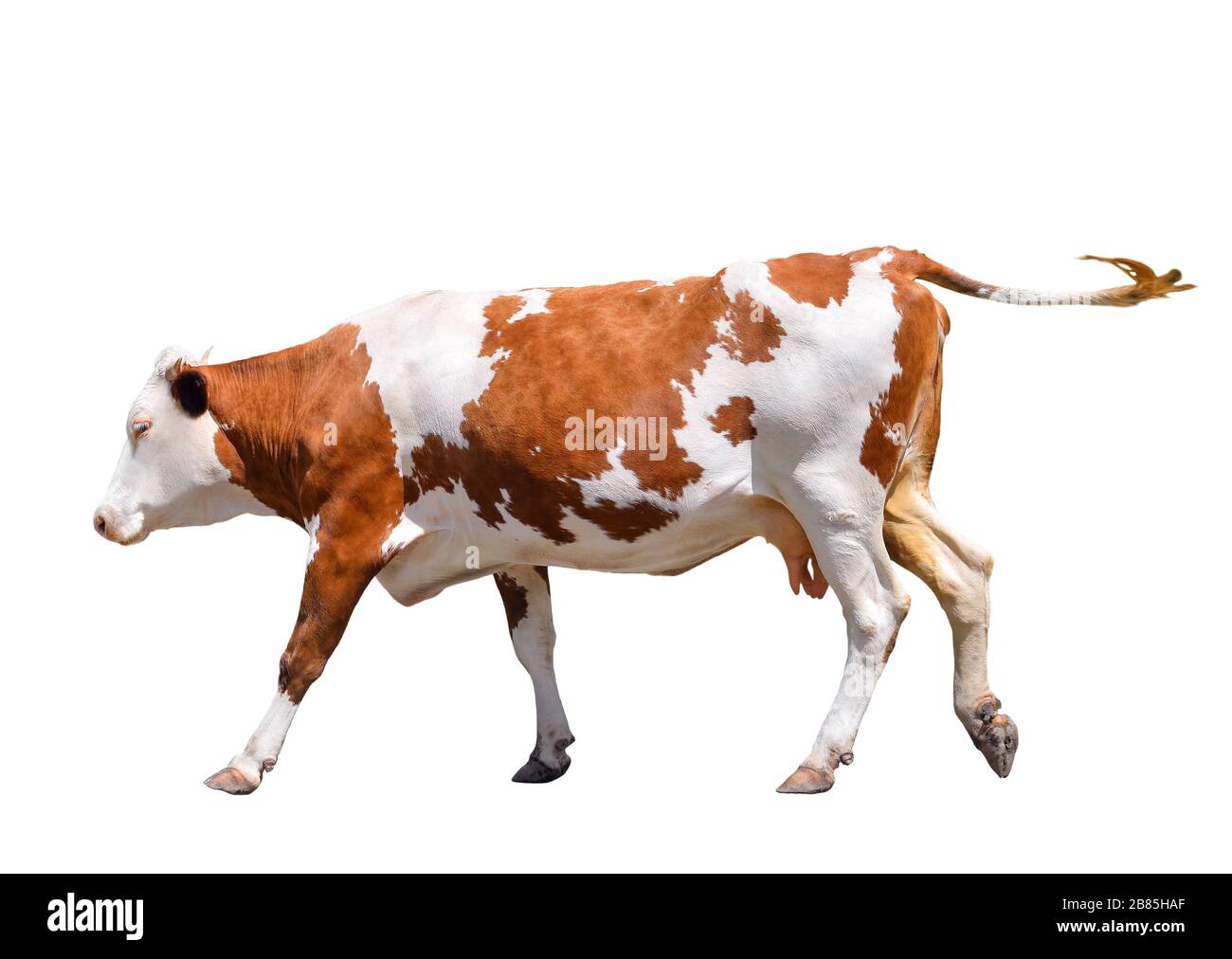 Jumping Cow Silhouette