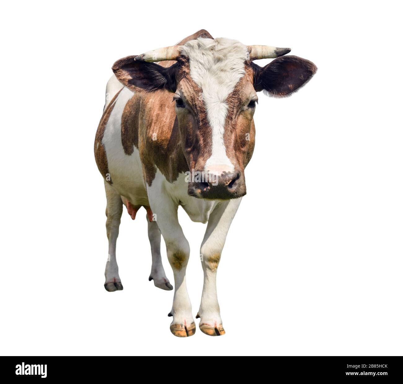 Cow isolated on white. Standing brown cow. Funny spotted cow. Farm ...